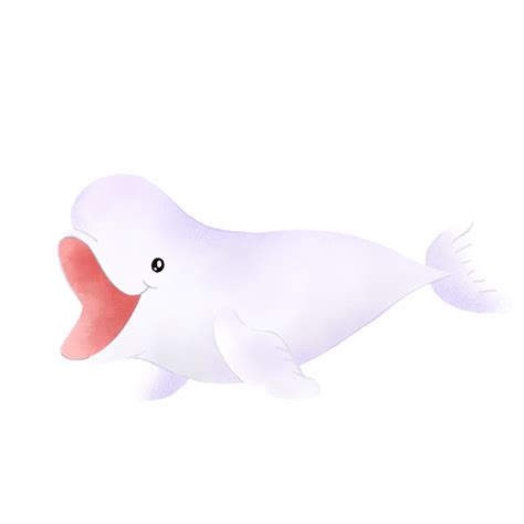 Beluga Whale Edited By K Abdelhamidpng Free Image Png