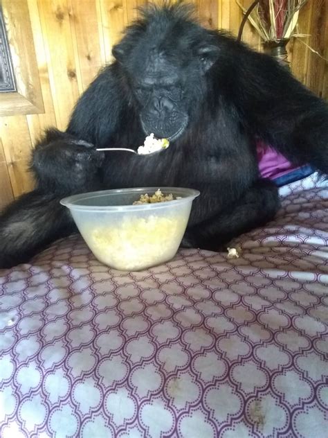 Travis The Chimp Crime Scene Photos