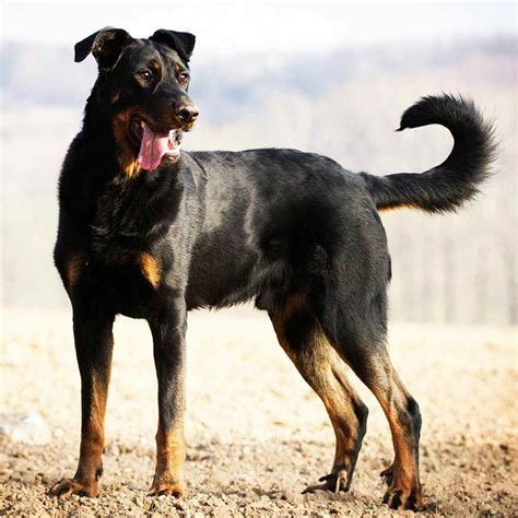 Beauceron Temperament