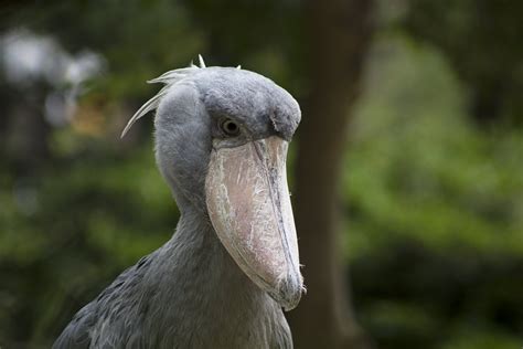 5 Interesting Facts About The Shoebill Shoebill Stork Facts