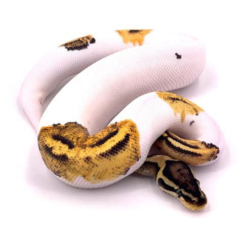 Python Regius Python Royal Piebald Mojave Champagne Reptilis