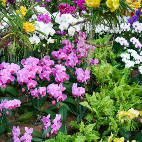 Descubre Los 12 Tipos De Orquídeas Más Exóticas Y Hermosas Eco360