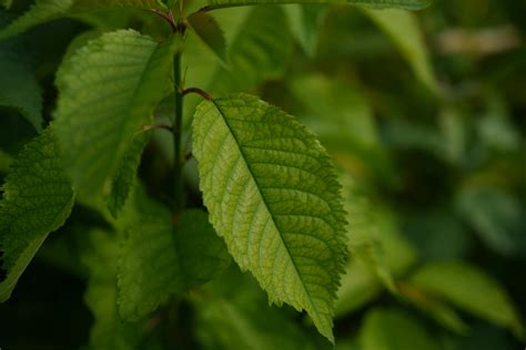 집 밖의 건강한 광합성 나무 나뭇잎 녹색 녹지 리프 텍스처 매크로 무성한 봄 생명 생태 선명한 성장 셀렉티브 포커스 시맥 식물 식물 세부