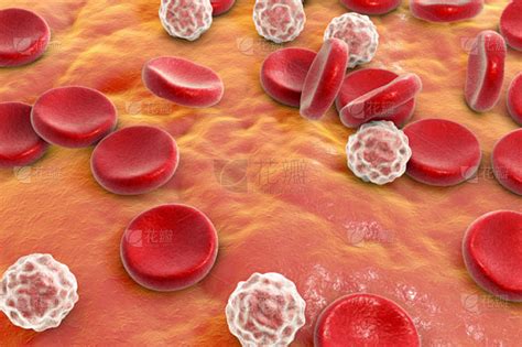 绘画插图 血细胞 三维图形 单核细胞 嗜中性粒细胞 维管束 白细胞 有序 水平画幅 微生物学