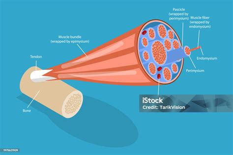 골격근의 3d 등각 투영 평면 벡터 개념 그림 3차원 형태에 대한 스톡 벡터 아트 및 기타 이미지 3차원 형태 개념 건강