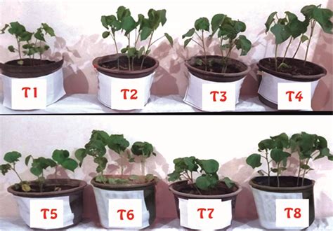 Photograph Of The Phenology Of Am And Non Am Cotton Plants Infested Or