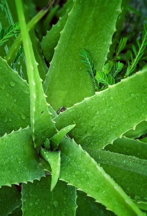 알로에베라 노회 잔디에 Pixabay의 무료 사진 Pixabay