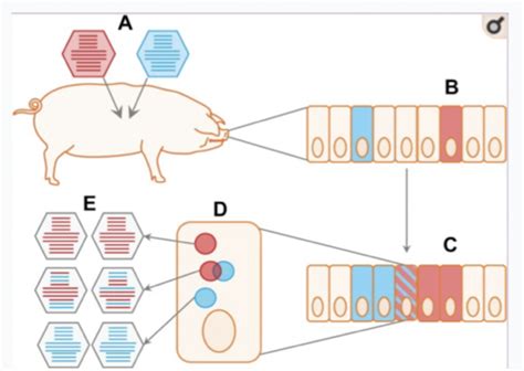 Micro Replication Lecture Flashcards Quizlet