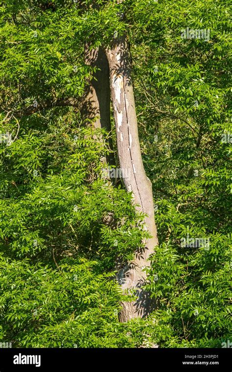Danger Of Accident Tree Burst Log Stock Photo Alamy