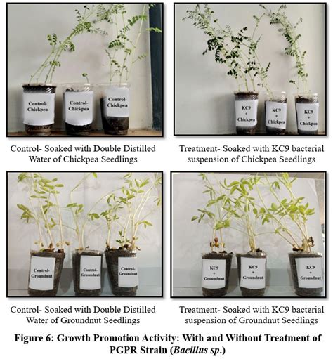Screening Of Bacillus Sp Oq654027 Mediated Seed Bio Priming Enhance