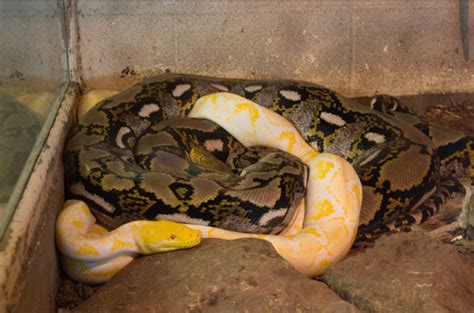 Python Meat A Sustainable Protein Source 🎥