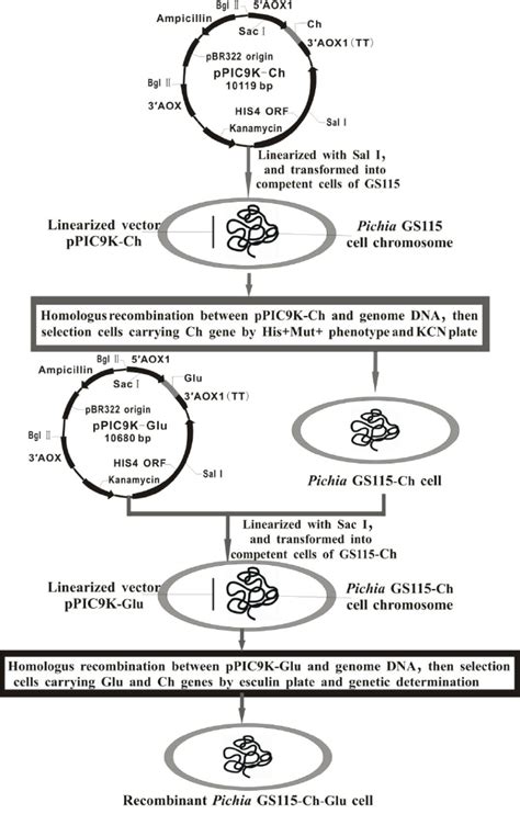Schematic Diagram Showing The Construction Of Recombinant Pichia Download Scientific Diagram