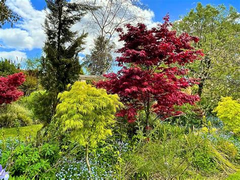 Discover The Beauty And Versatility Of Dwarf Japanese Maples