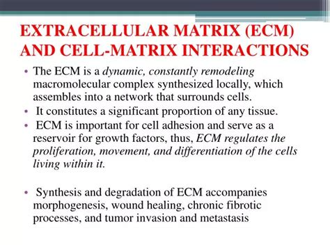 Ppt Extracellular Matrix Ecm And Cell Matrix Interactions