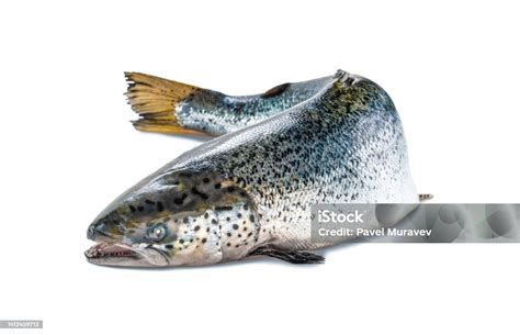 대서양 연어의 시체 흰색 배경에 바다 물고기 바다 물고기 건강 식품 흰색 배경에 고립 된 신선한 생 연어 붉은 물고기 물고기에 대한 스톡 사진 및 기타 이미지 Istock