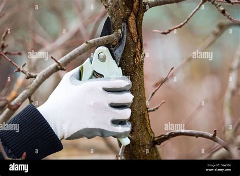 Man Trimming Tree Hi Res Stock Photography And Images Alamy
