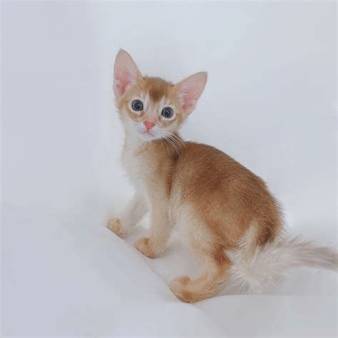 아비시니안 설현 퍼스트캣ㆍ24시 고양이분양ㆍ전국 안심홈서비스