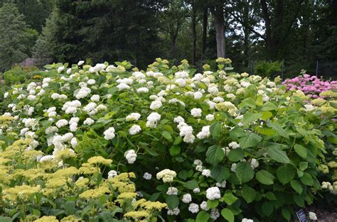 Hydrangea Arborescens Species Complex Cultivars N Z Trees And Shrubs Online