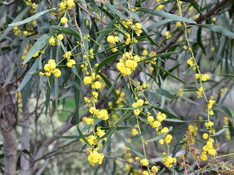 Western Australian Golden Wattle • Rewild Perth
