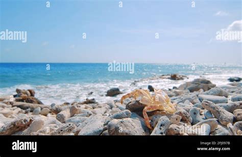 Crab Exoskeleton Stock Videos And Footage Hd And 4k Video Clips Alamy