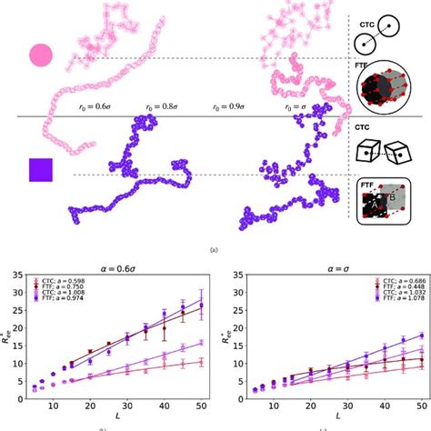 A Representative Simulation Snapshots Of Nanopolymer Conformations