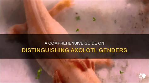 A Comprehensive Guide On Distinguishing Axolotl Genders Petshun