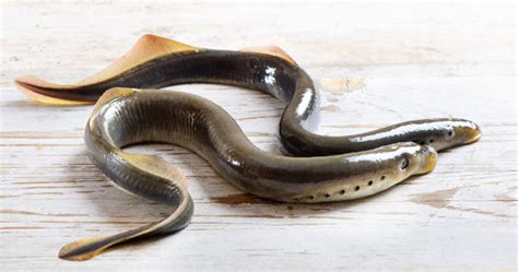 Resource Availability And Sex Ratios Comap