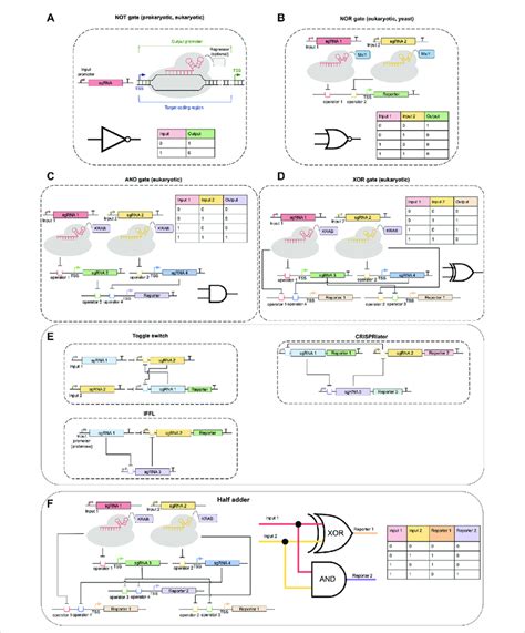 Crispr Dcas Based Genetic Circuits A A Not Gate Based On Crispri Download Scientific Diagram