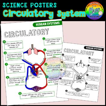 Circulatory And Respiratory System Poster