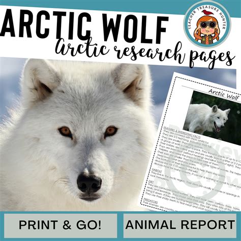 Learn About Arctic Wolves