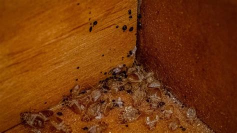 Bedbug Pictures Stages Locations And Bite Images
