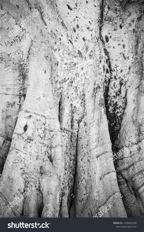 Tree Roots Leaves Wallpaper Design Stock Photo Shutterstock