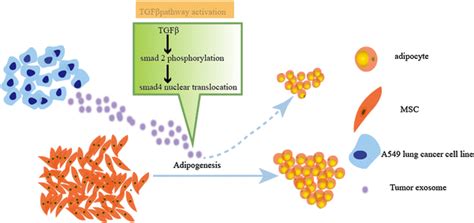 A Schema Illustrated That A Exosomes Inhibited The Adipogenesis Of