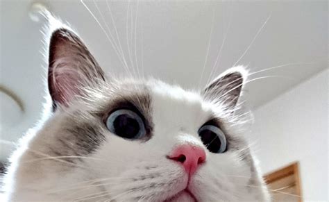 10000ダウンロード済み 猫 面白い 顔 ツイッター 124966 Blogjpmbahedjyi