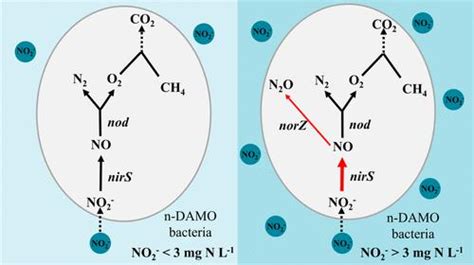 亚硝酸盐依赖性厌氧甲烷氧化细菌排放一氧化二氮的证据 Environmental Science And Technology X Mol