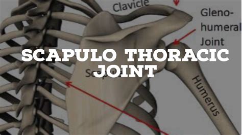 Scapulothoracic Joint Introduction Youtube