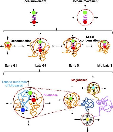 Model Of Cell Cycledependent Chromosome Dynamics Top Two Distinct