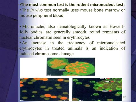 Biocompatibility Testing Of Biomaterials Ppt