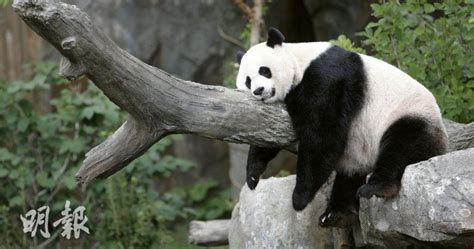 旅美大熊貓美香添添與兒子小奇蹟返中國 10 23 20231109 熱點 即時新聞 明報新聞網