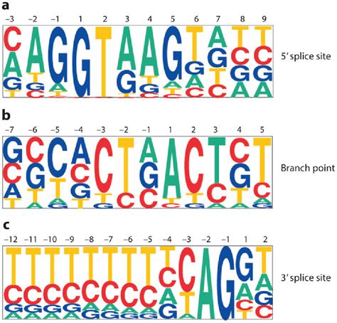 Rna Splicing Factors Semantic Scholar