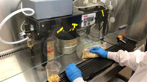 refining single kernel maize sorting to reduce mycotoxin contamination