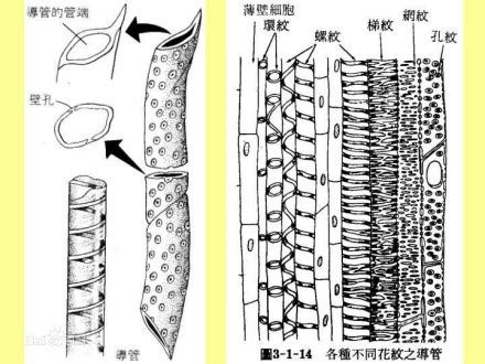 植物导管图册 360百科