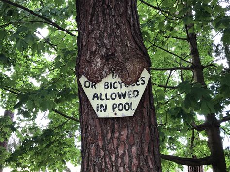 Tree Sucking On A Sign Which Also Had A Bird Nest Behind It R TreesSuckingOnThings