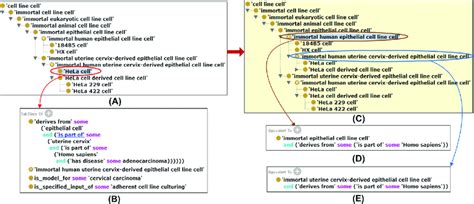 demonstration of restructured clo cell line cell hierarchy and the download scientific diagram