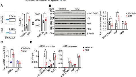 Figure 6 From Simvastatin Mediated Nrf2 Activation Induces Fetal Hemoglobin And Antioxidant