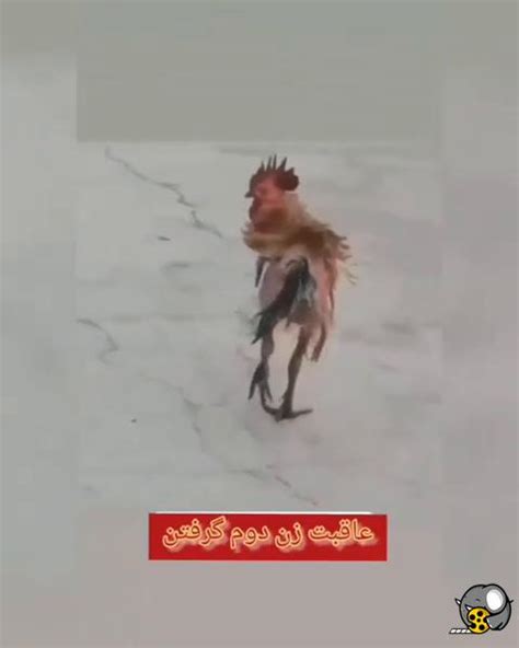 عاقبت زن دوم گرفتن فیلو