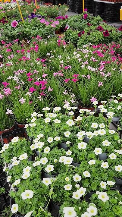 새 색시 같은 꽃 설 란 Youtube