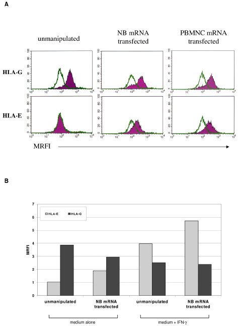 Expression Of HLA G And HLA E In MSC Download Scientific Diagram