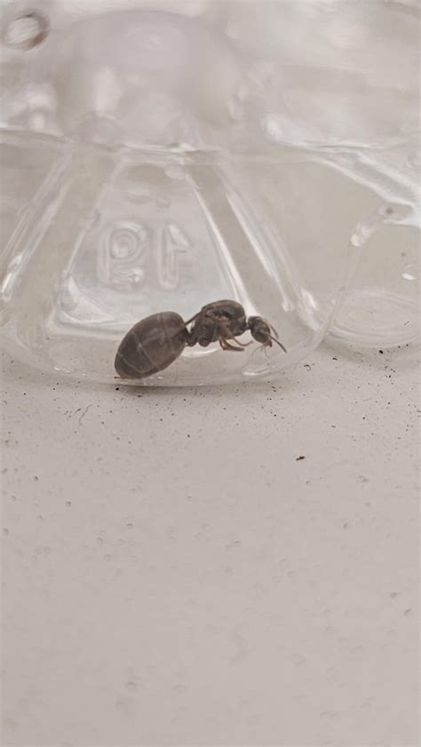 Hello Can Some One Help Me Find Out What Ant This Is And If Its A Queen R Ant