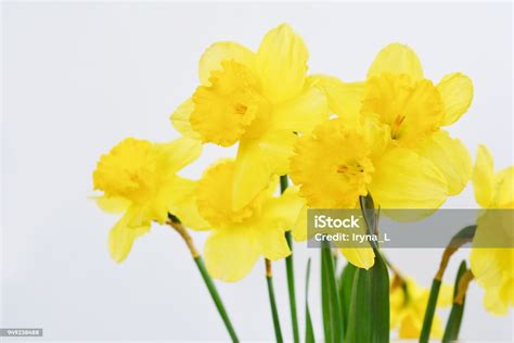 흰색 바탕에 신선한 노란 수 선화의 꽃다발입니다 향기로운 봄 꽃입니다 게으름에 대한 스톡 사진 및 기타 이미지 게으름 계절 꽃 나무 Istock